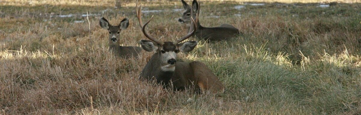How to Track Deer Movement | DeerProject.org