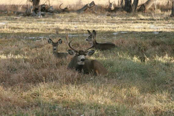How to Track Deer Movement | DeerProject.org