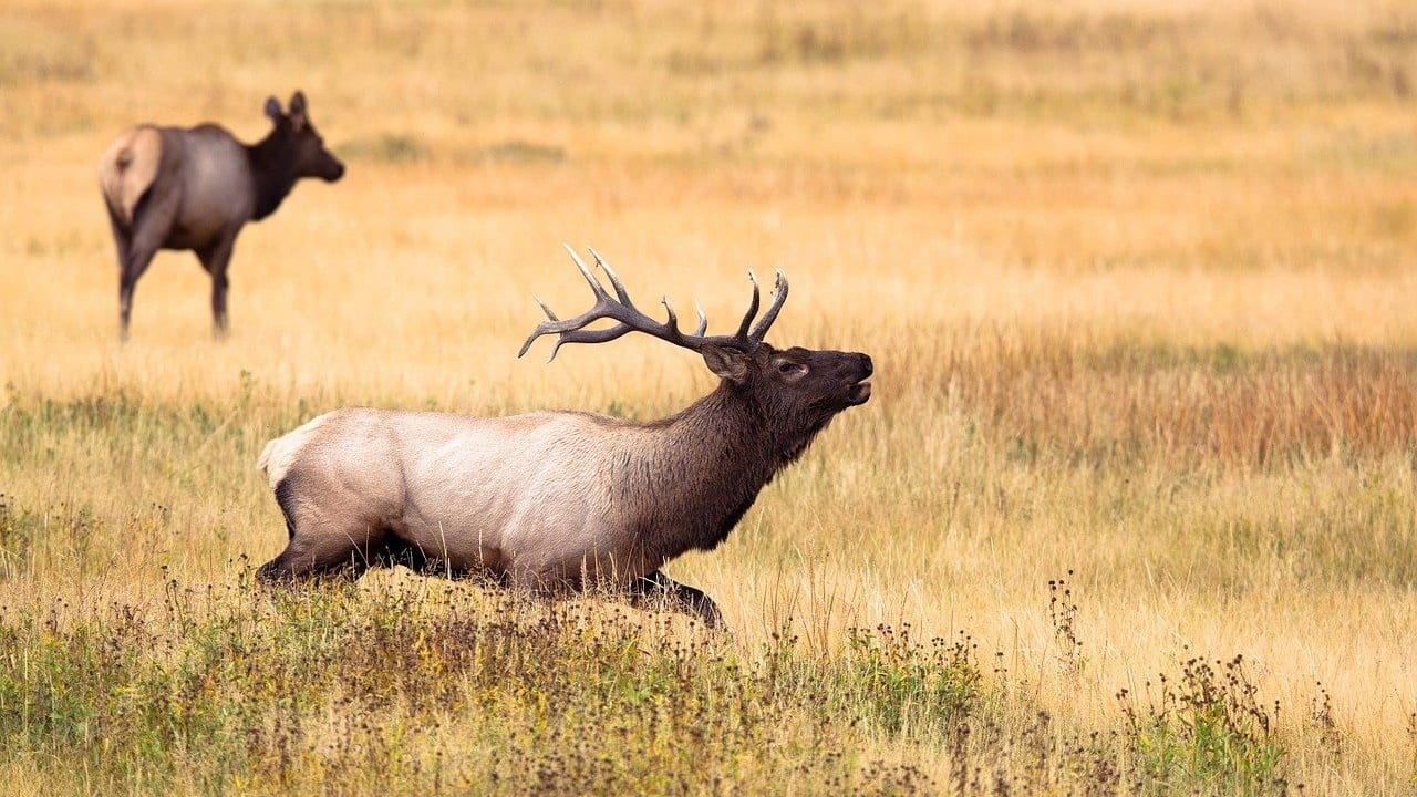 How to Hunt Deer at Night | DeerProject.org