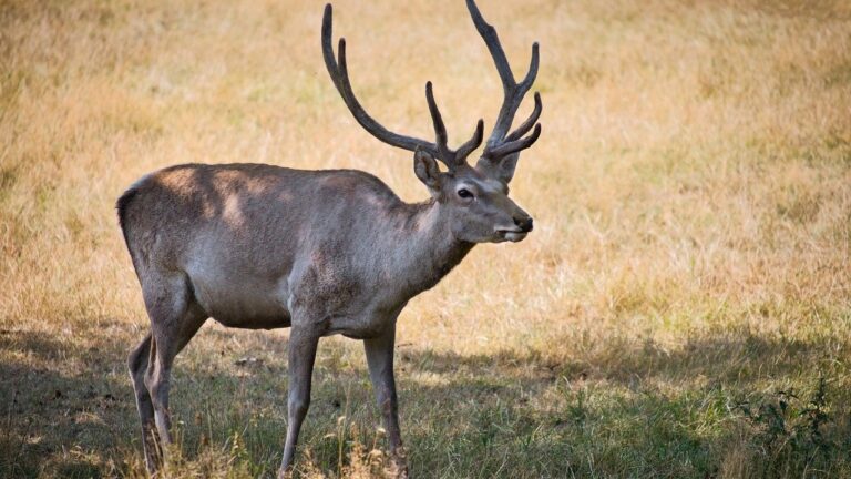 How to Build a Box Stand for Deer Hunting | DeerProject.org