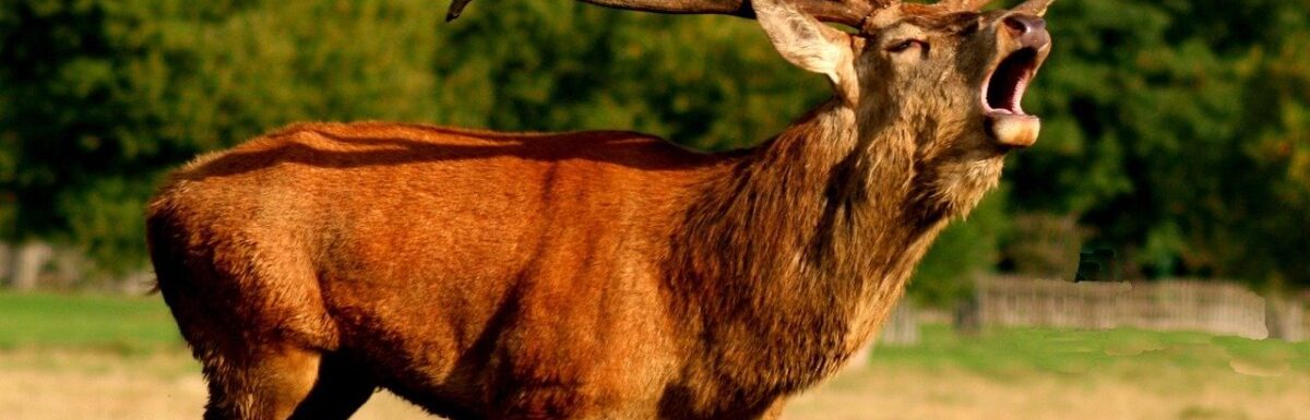 How to Use Deer Calls Properly | DeerProject.org