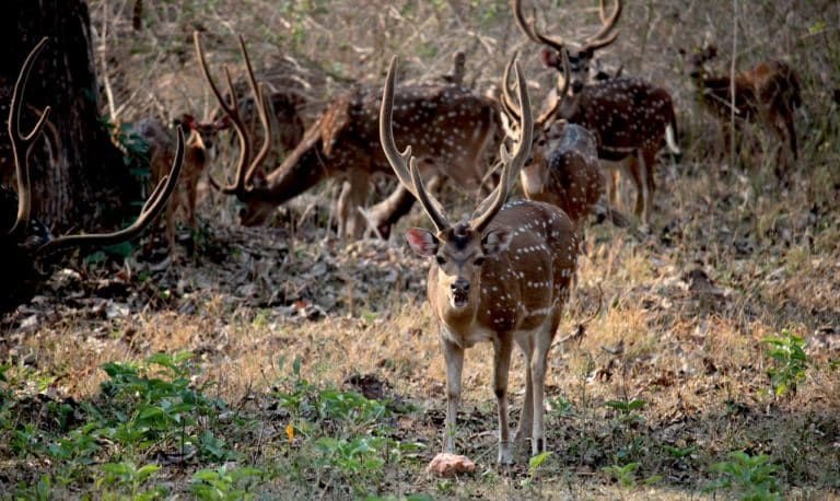 How to Build a Box Stand for Deer Hunting | DeerProject.org