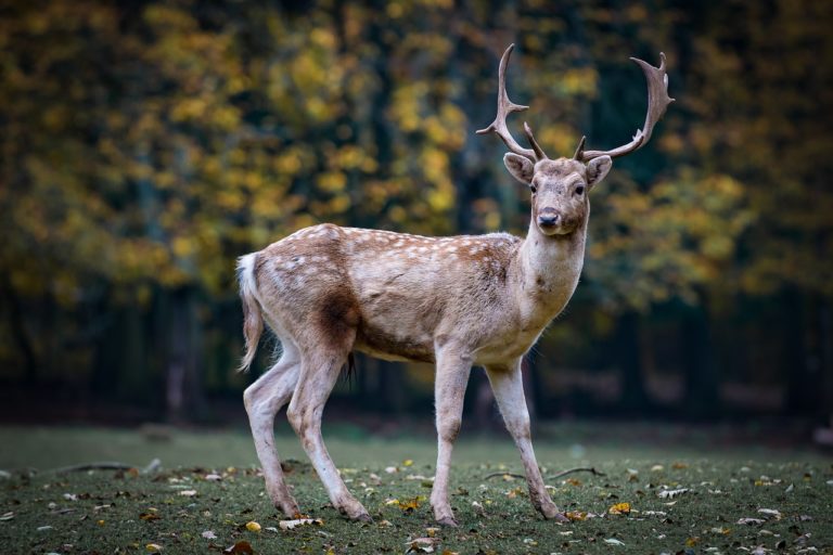 How to Build a Box Stand for Deer Hunting | DeerProject.org