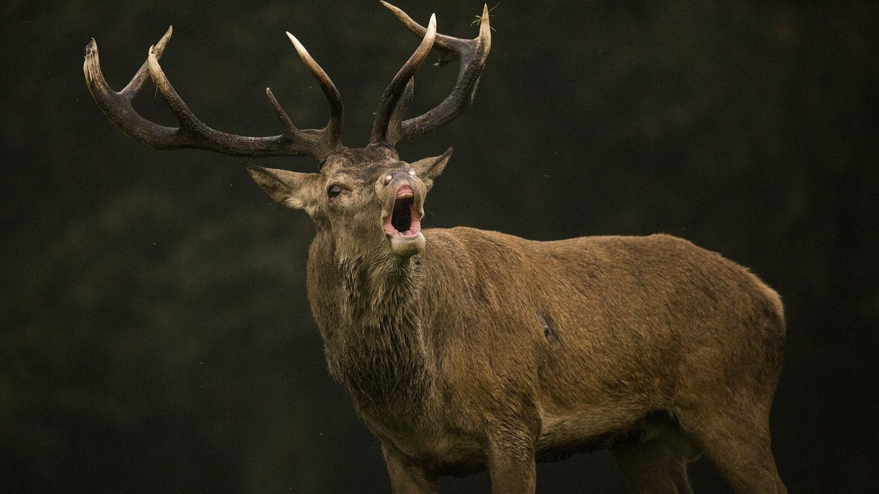 How to See More Deer While Hunting | DeerProject.org
