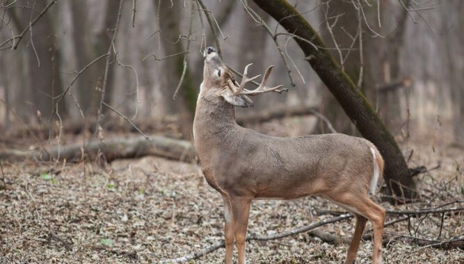 How to Find a Good Hunting Spot on Public Land | DeerProject.org